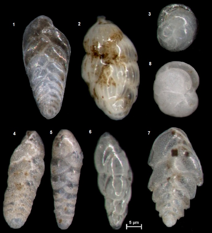 Los foraminíferos: pequeños organismos gran información ecológica ...